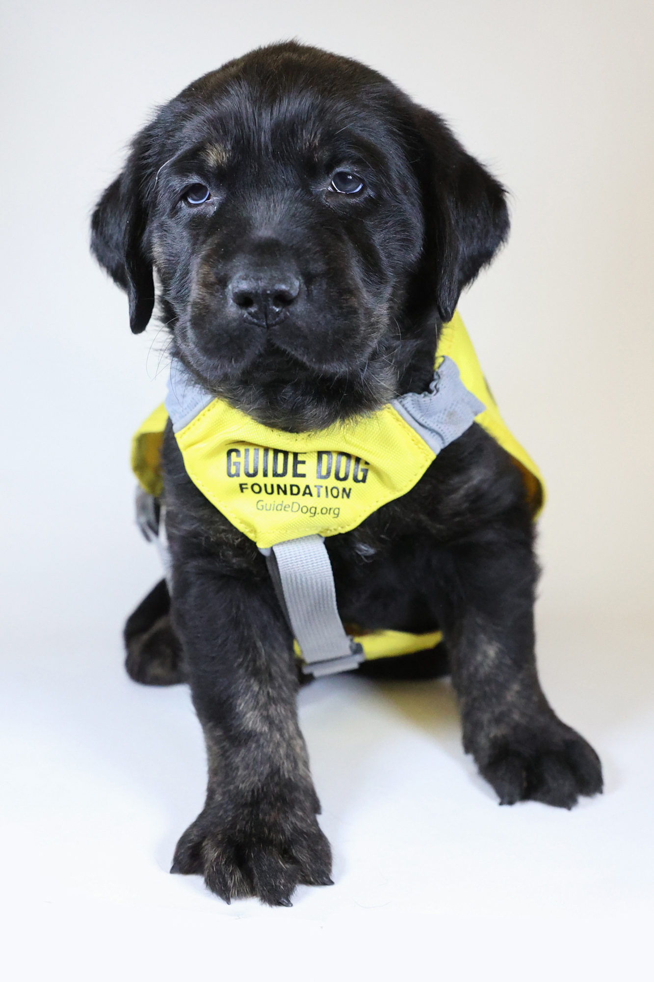 RANGER AHEPA, AHEPA Service Dog